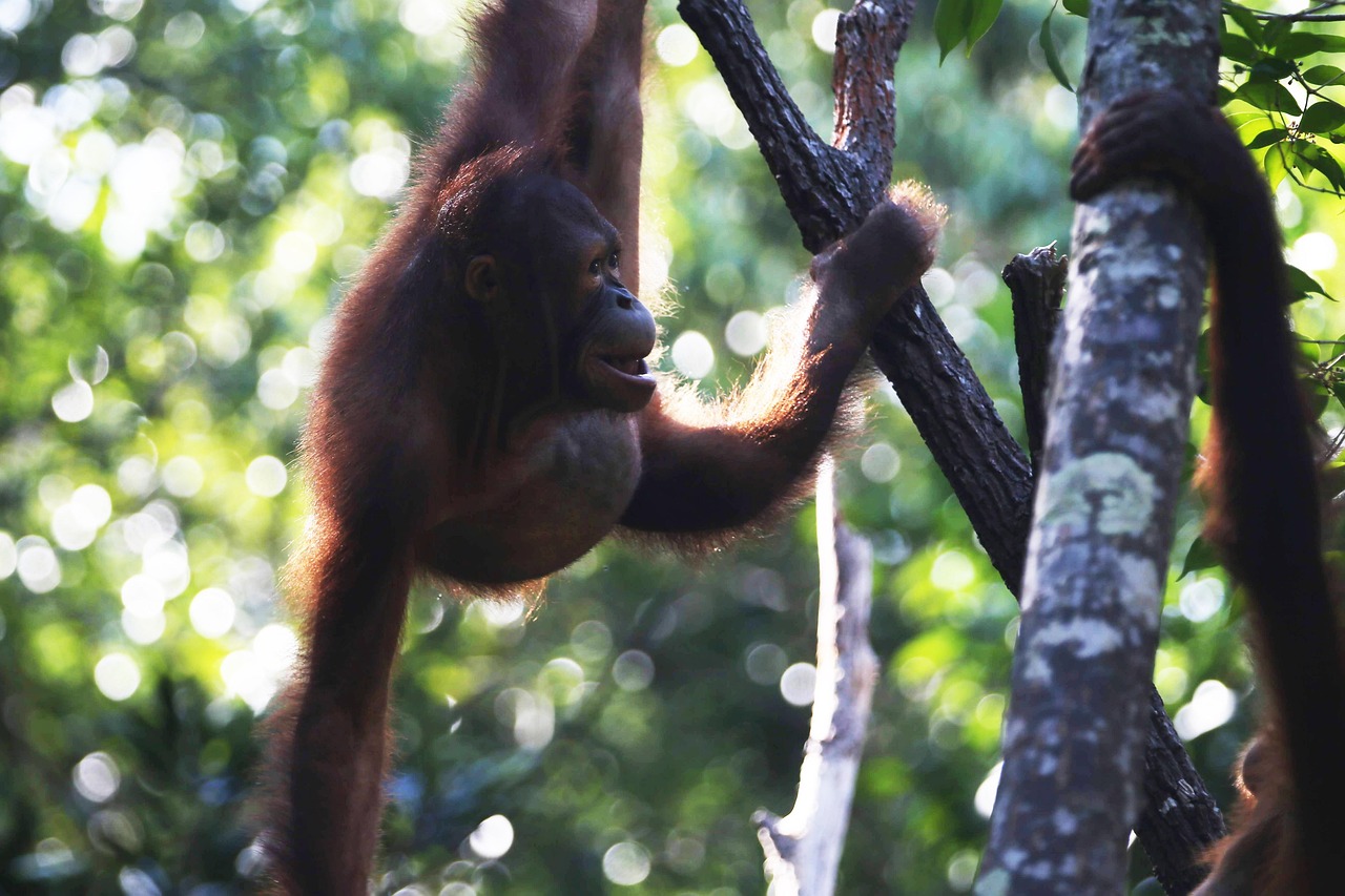 Orangutan Wild Wildlife - Free photo on Pixabay