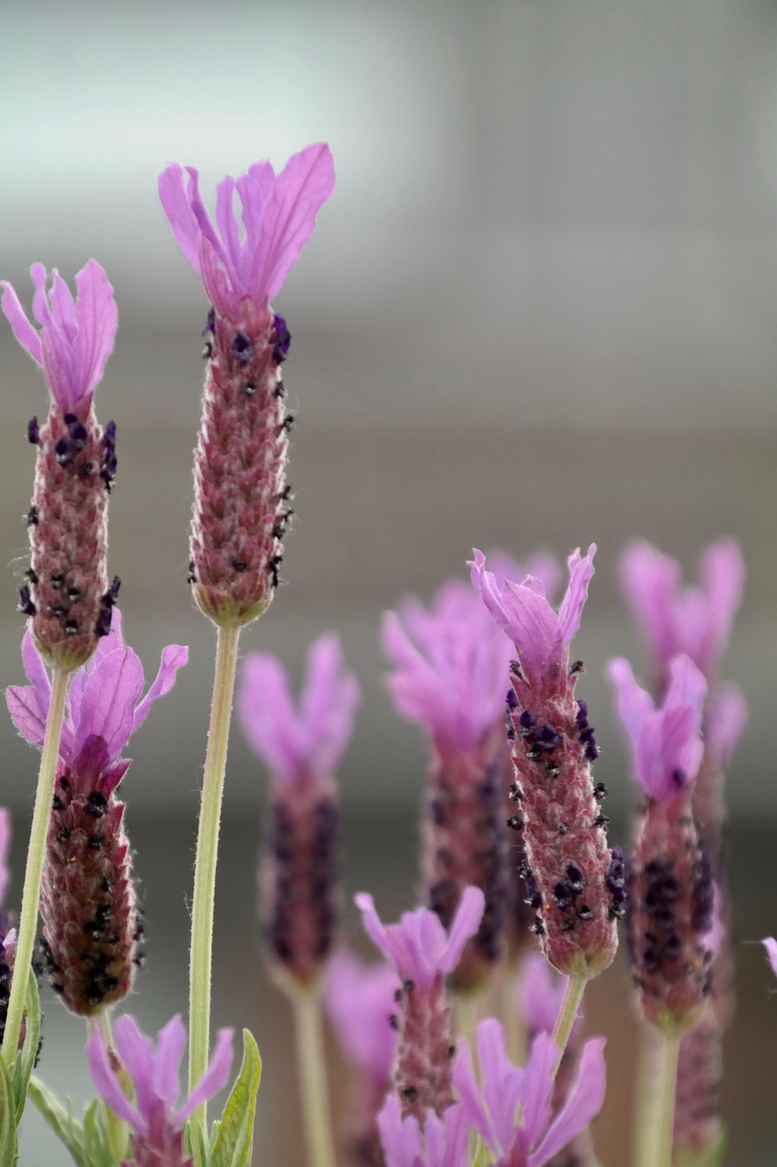 Lavender Cup Flower - Free photo on Pixabay - Pixabay