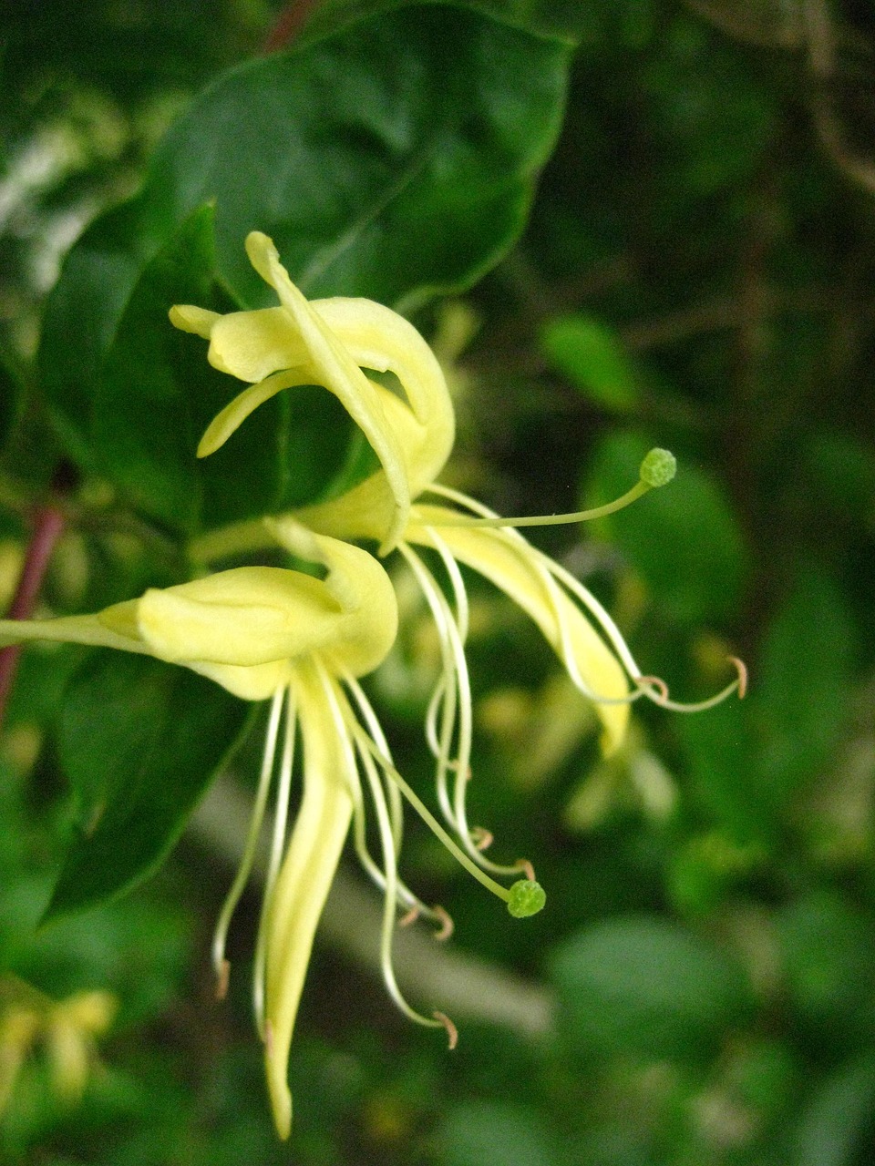 Flowers Honeysuckle Fragrant - Free photo on Pixabay - Pixabay