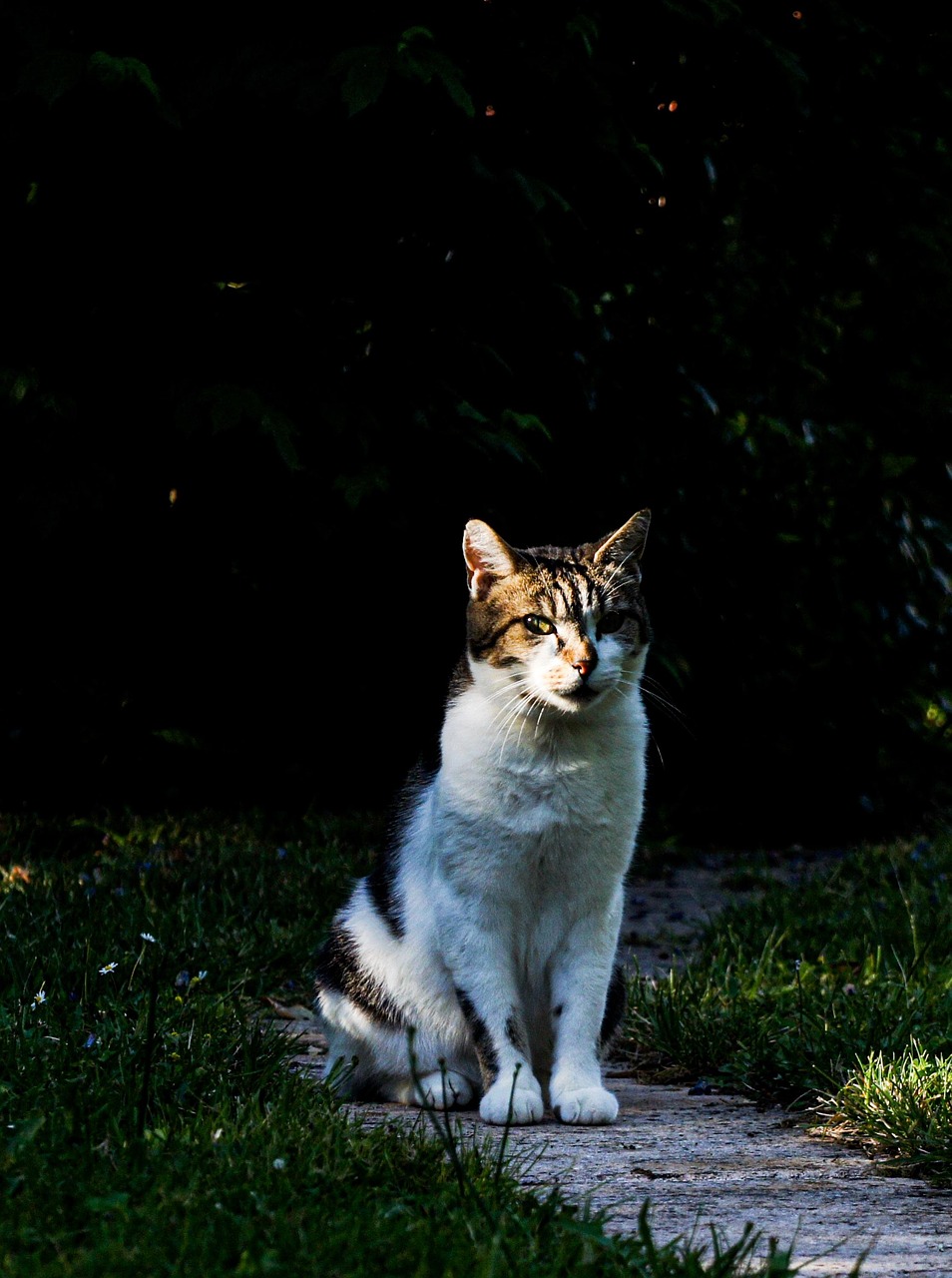 100+ Free Cat Shadow & Cat Images - Pixabay