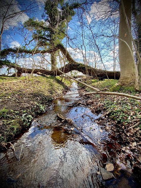 Ruisseaux La Nature L'Eau - Photo gratuite sur Pixabay - Pixabay