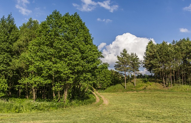 Woods Trees Nature - Free photo on Pixabay - Pixabay