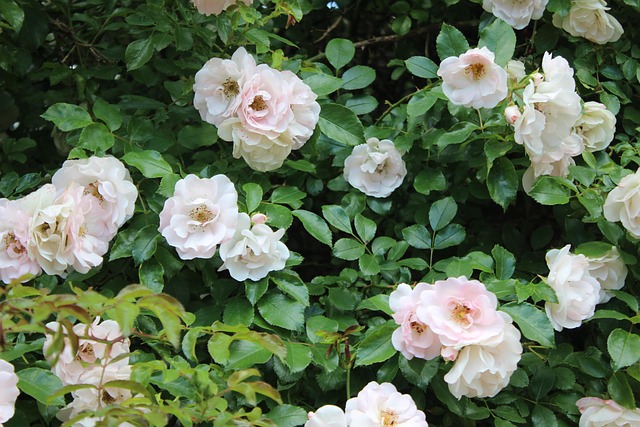 Wild Rose White Blossom - Free photo on Pixabay - Pixabay