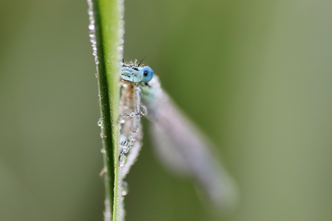 Dragonfly Dewdrop Insect - Free photo on Pixabay - Pixabay