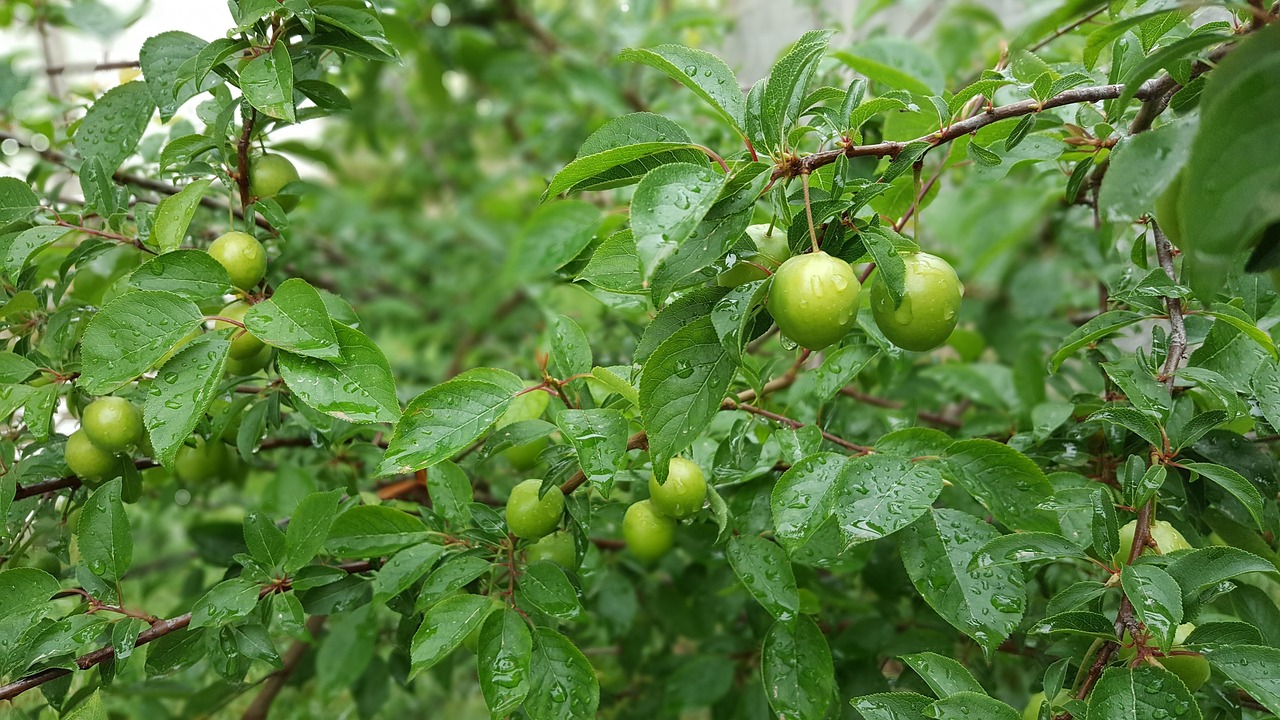 Pflaumen Baum Grün - Kostenloses Foto auf Pixabay - Pixabay