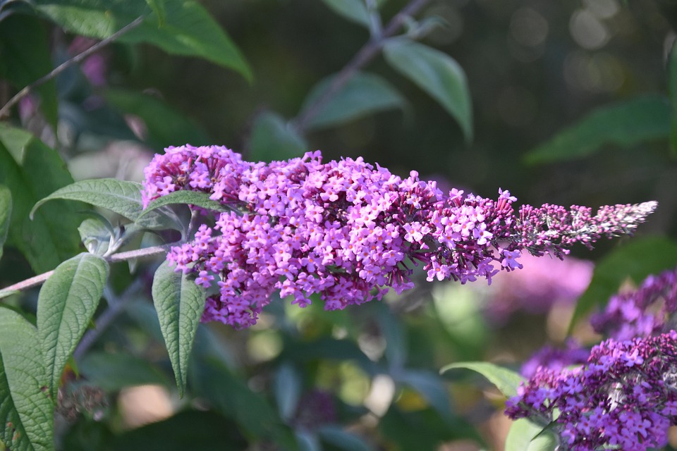 Flower Flowers Of Buddleia - Free photo on Pixabay - Pixabay