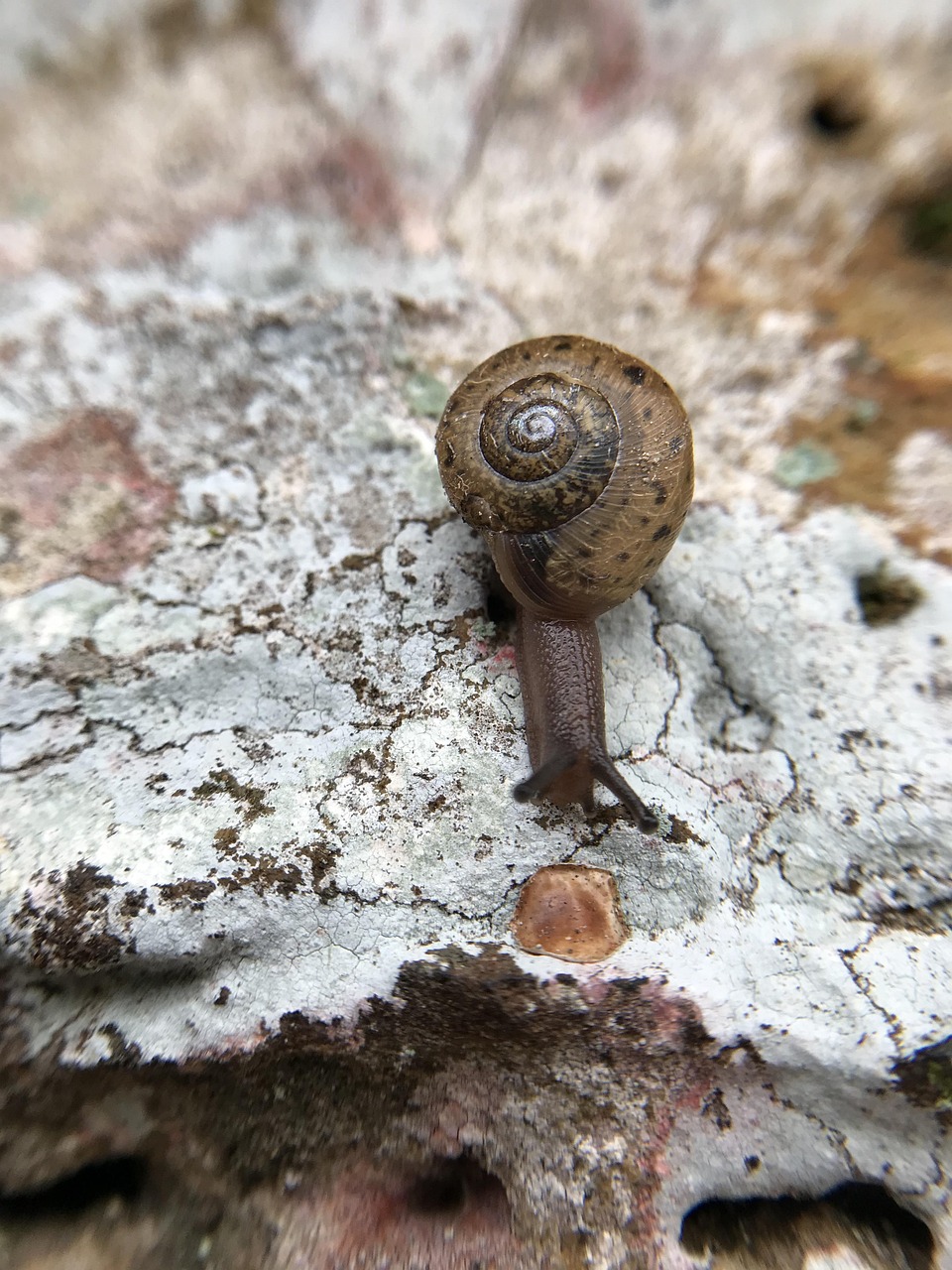Snail Nature Shell - Free photo on Pixabay