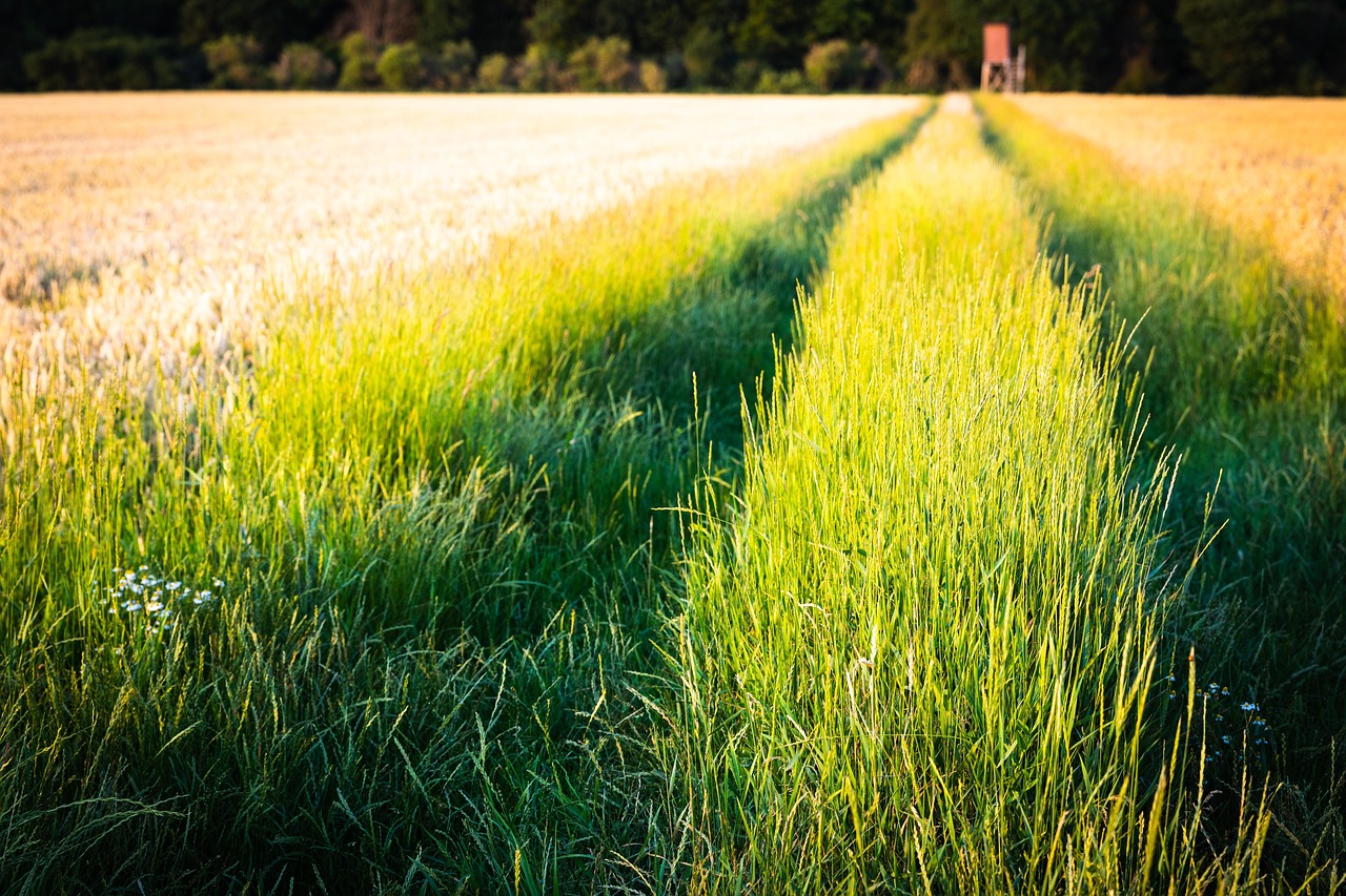 Dormagen Gohr Fields - Free photo on Pixabay - Pixabay