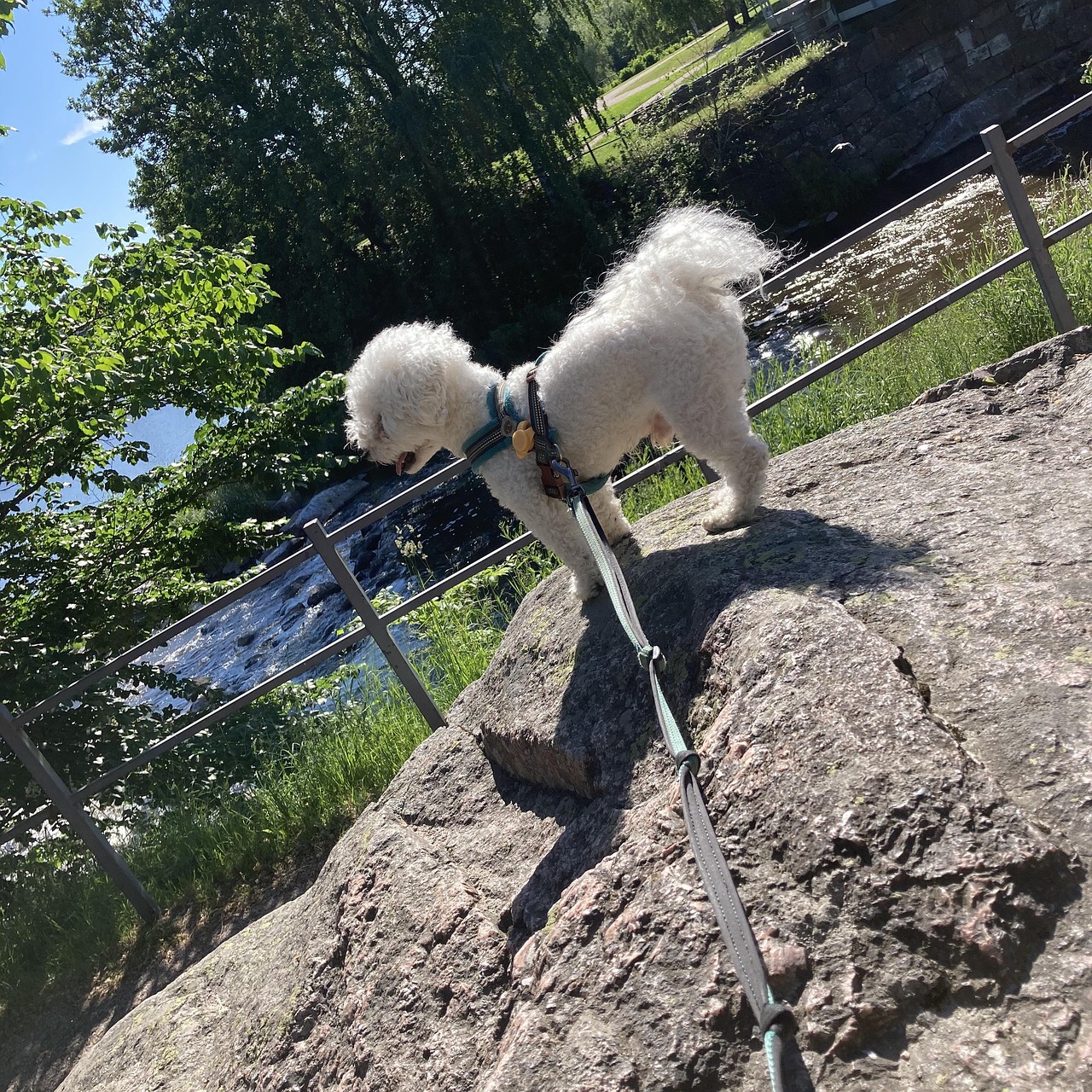 Bichon Frise White Dog - Free photo on Pixabay - Pixabay