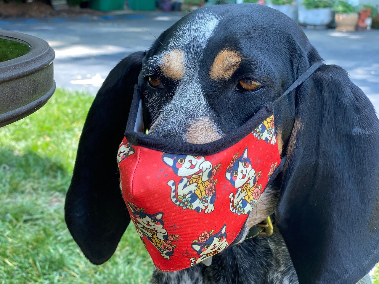 Masker Anjing Satwa - Foto gratis di Pixabay - Pixabay