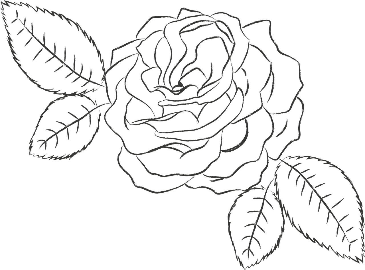 Graffiti Roos Tekening Botanisch Tekening Iine Kunst Met Roos Bloem.