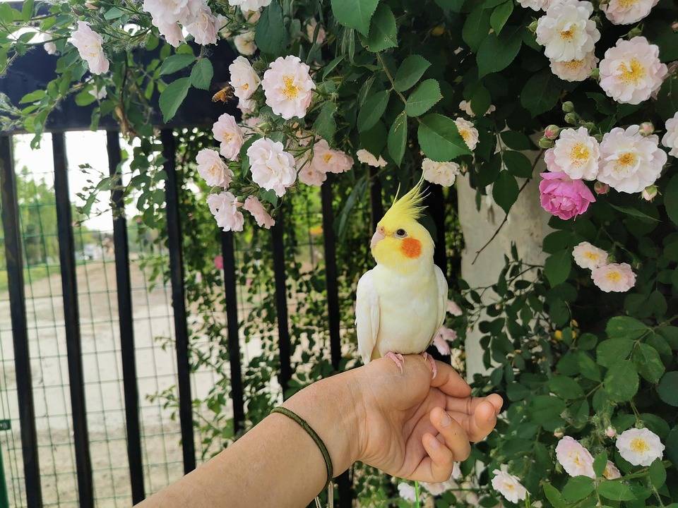 Cockatiel Lutino Rose - Free photo on Pixabay - Pixabay