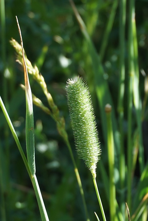 Grasses Stalks Green - Free photo on Pixabay - Pixabay