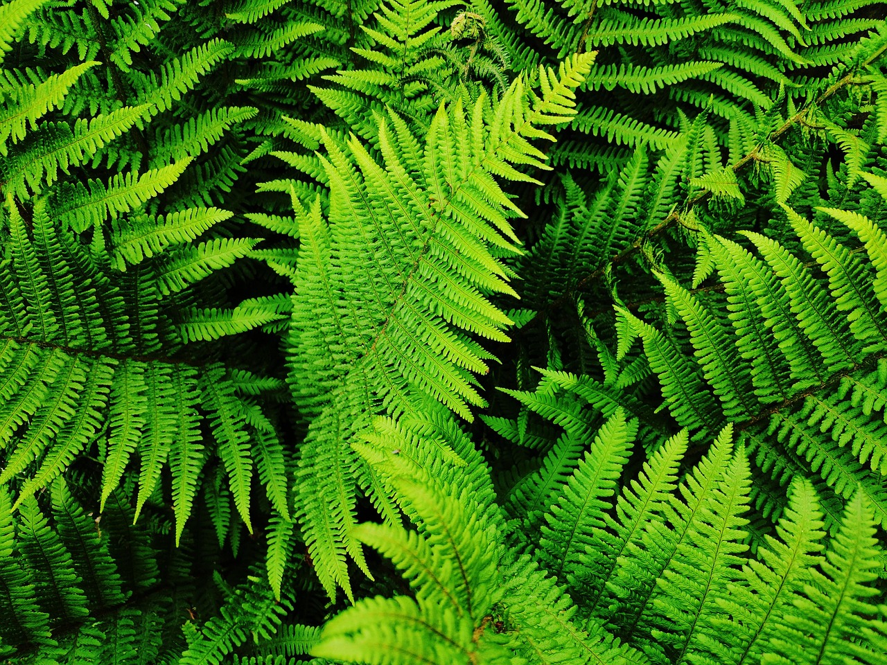 Samambaia Folhas As De - Foto gratuita no Pixabay - Pixabay