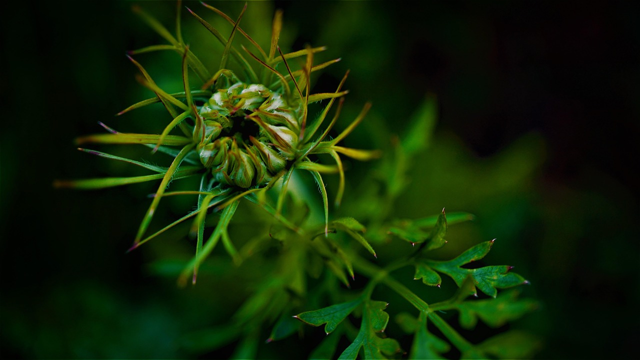 Wildflower Green Nature - Free photo on Pixabay