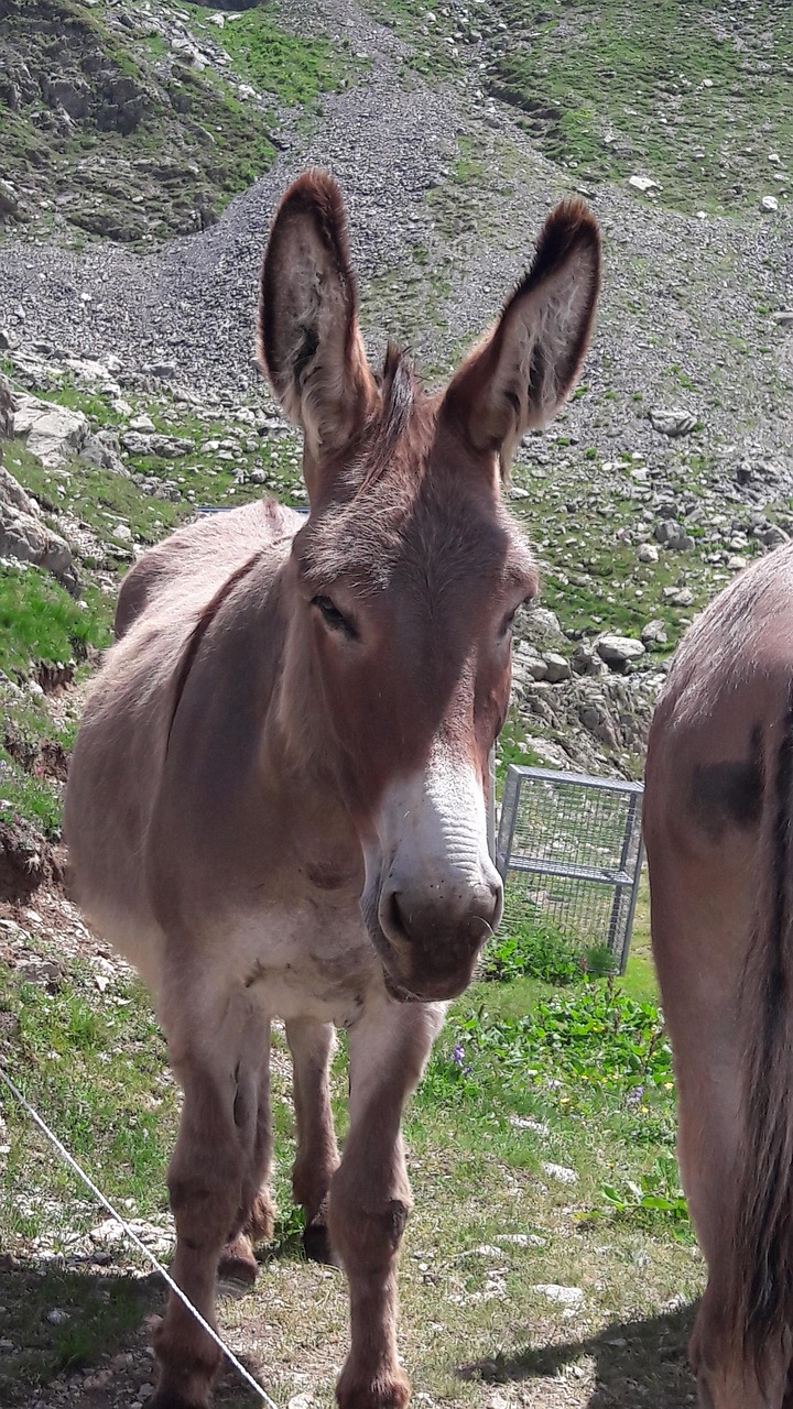 Burro O Maciço De Belledonne - Foto gratuita no Pixabay - Pixabay