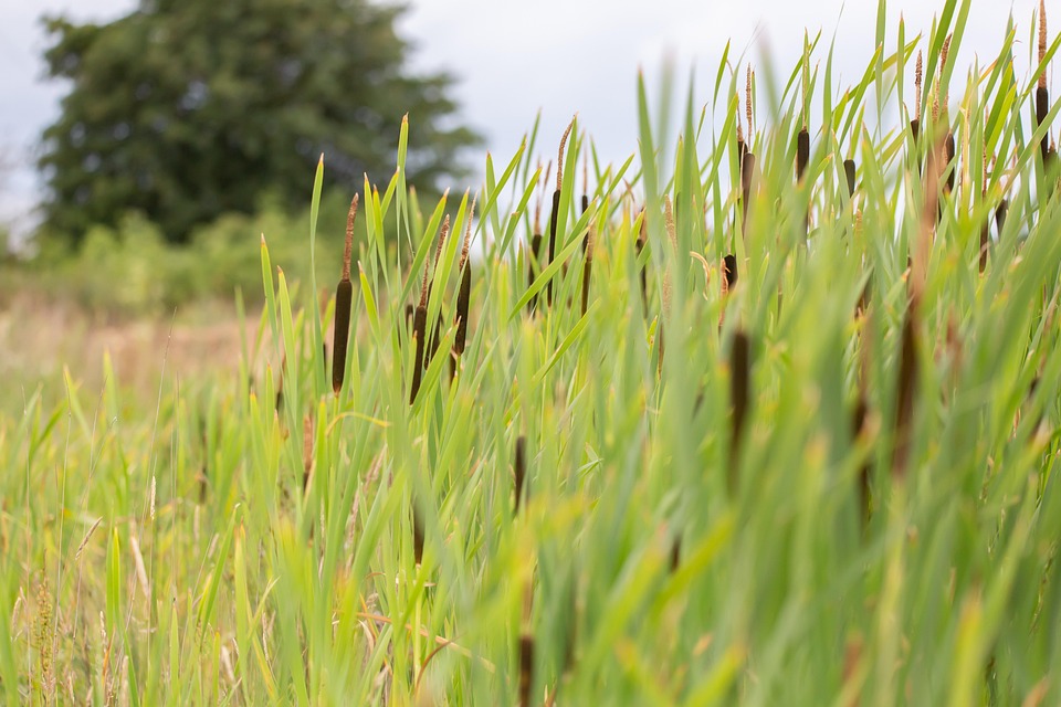 River Bank Weeds Riverbank Plants - Free photo on Pixabay