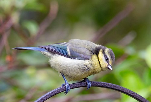 50+ Free Baby Tit & Tit Images - Pixabay