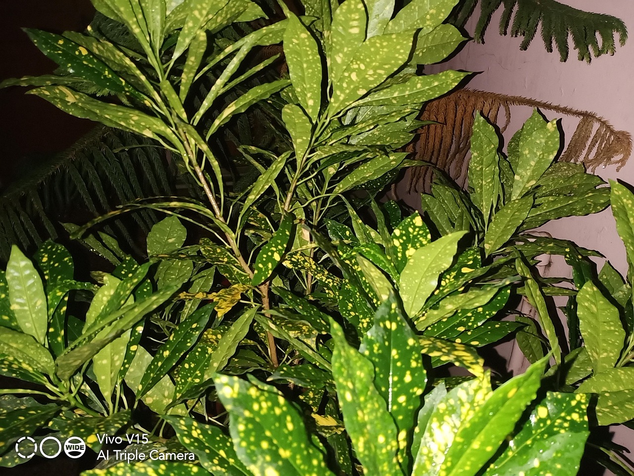 Natureza Planta L - Foto gratuita no Pixabay - Pixabay