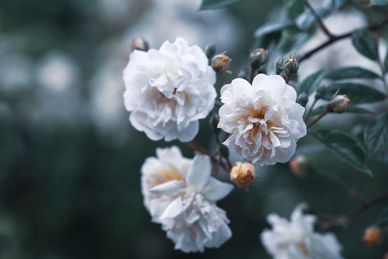 500,000+ Free White Flower Pictures & White Flowers Images - Pixabay