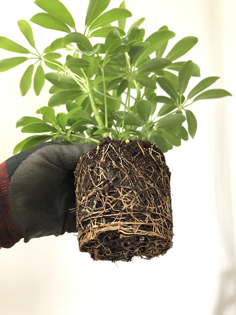 Las Raíces De Plantas Planta - Foto gratis en Pixabay