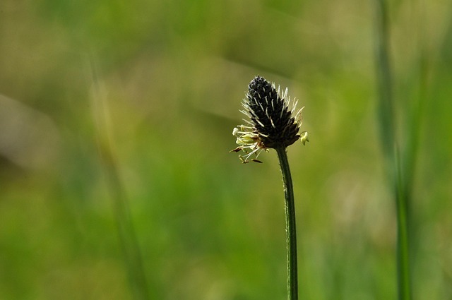 Plantain Plantago Lanceolata Plant - Free photo on Pixabay
