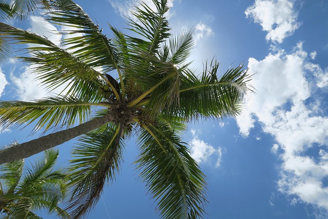 Palmboom Zon Zomer - Gratis foto op Pixabay - Pixabay