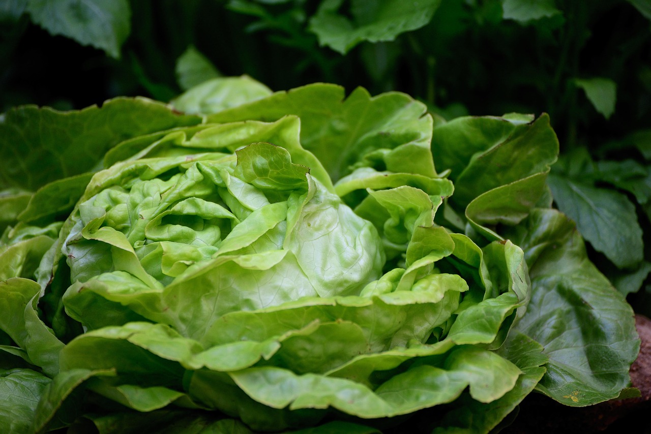 Salad Head Of Lettuce Green - Free photo on Pixabay