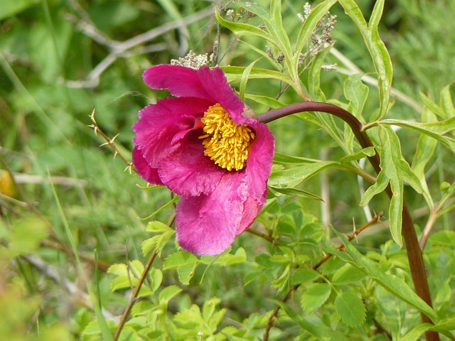 Pivoine Fleur - Photo gratuite sur Pixabay - Pixabay
