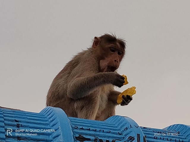 Monkey India Rat - Free photo on Pixabay