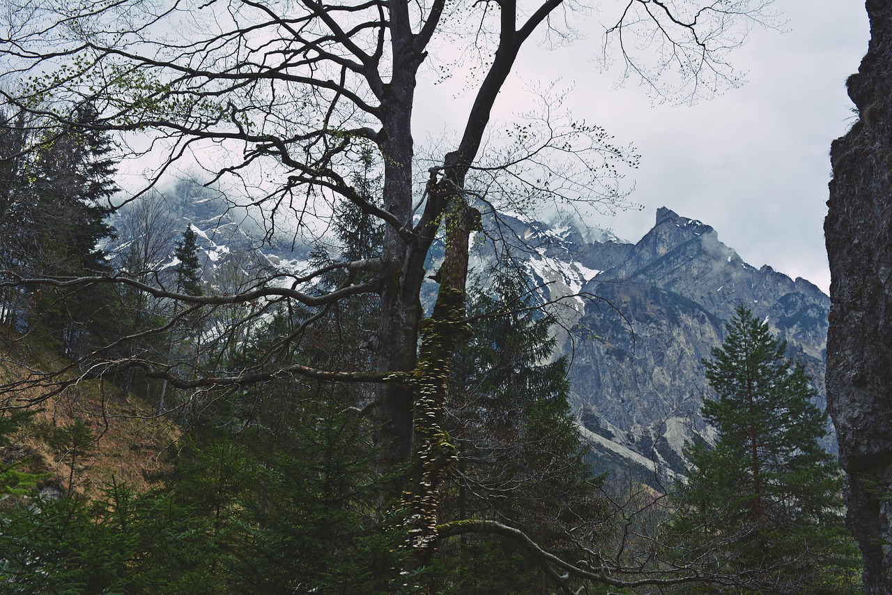 La Forêt De Montagne - Photo gratuite sur Pixabay - Pixabay