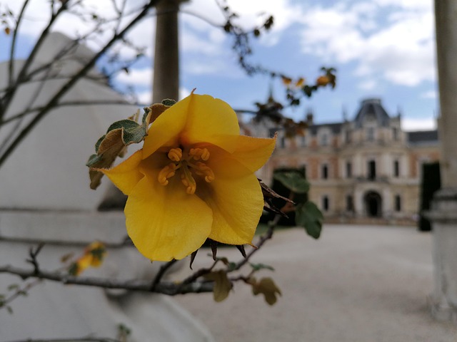 Fleur Palais Architecture - Photo gratuite sur Pixabay - Pixabay