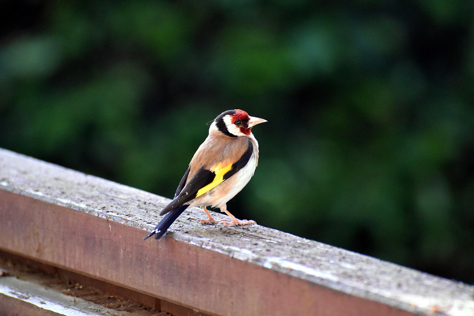 Stieglitz Goldfinch Wild Bird - Free photo on Pixabay - Pixabay