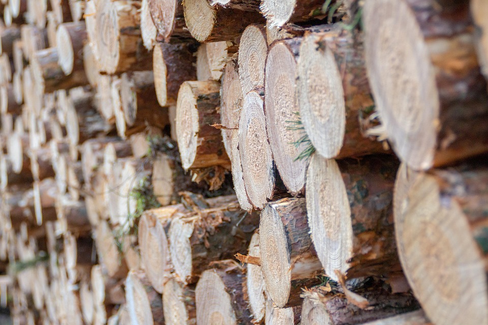 Holz Wald Natur - Kostenloses Foto auf Pixabay - Pixabay