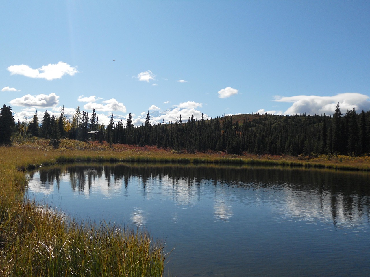 Alaska Nature Forêt - Photo gratuite sur Pixabay - Pixabay