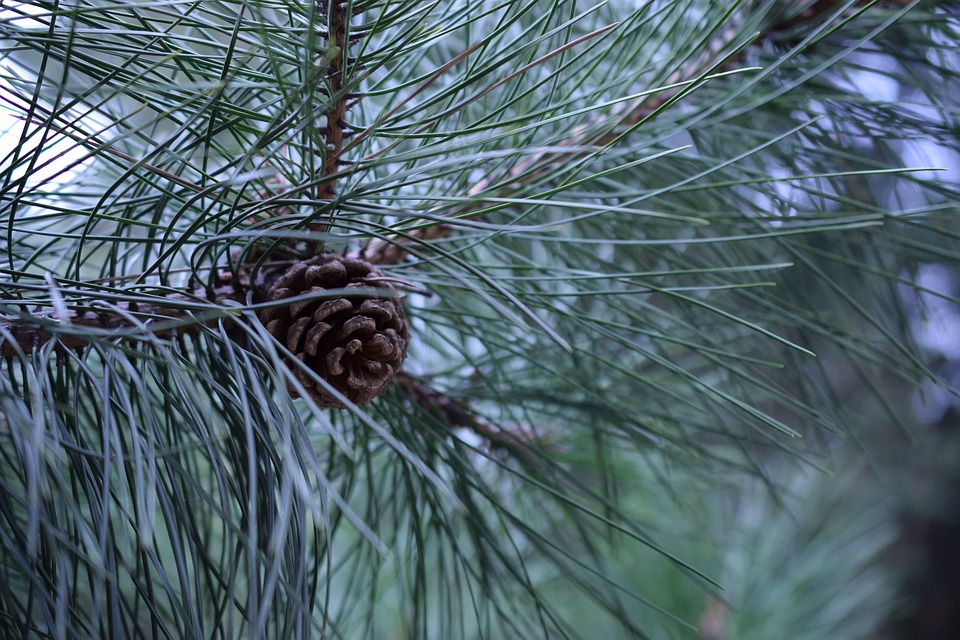 Christmas Pine Pinus Echinata - Free photo on Pixabay