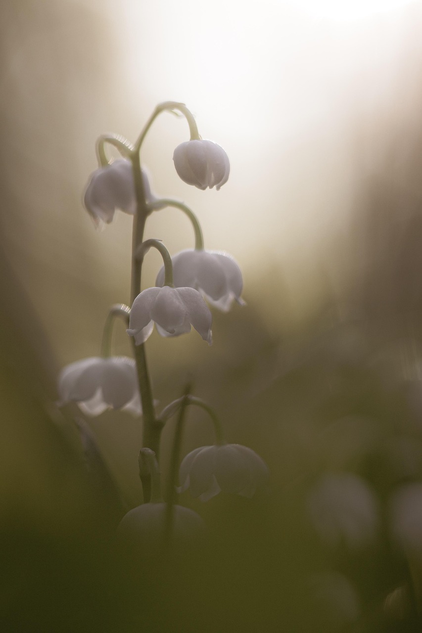 + de 900 belles photos et images de muguet - Pixabay
