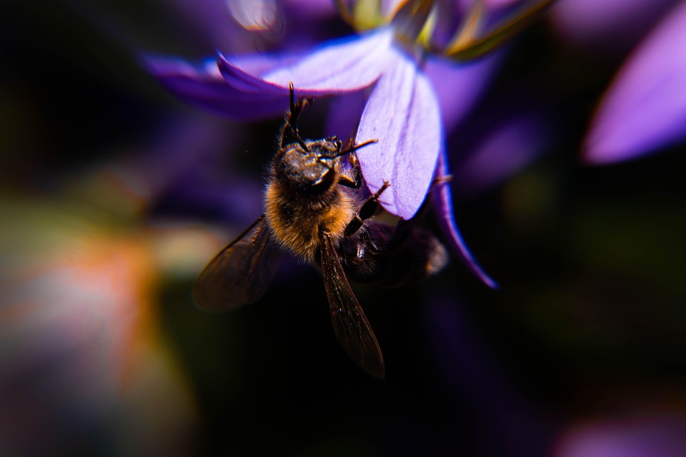 Pollen Blossom Insect - Free photo on Pixabay - Pixabay