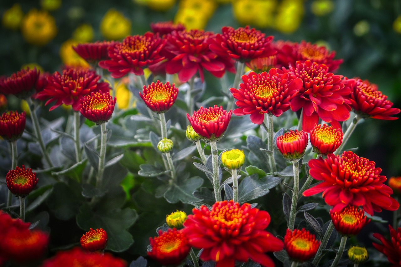 Más de 200 fotos de Viveres y Vivero gratis - Pixabay
