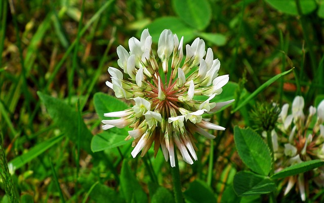 Trevo Plantar Flor - Foto gratuita no Pixabay - Pixabay