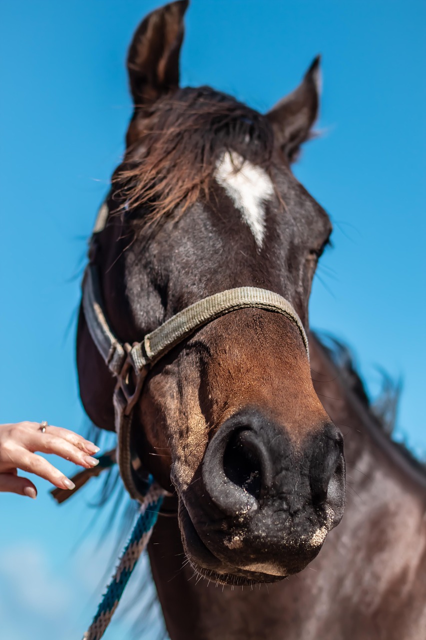 Paard Paarden Merrie - Gratis foto op Pixabay - Pixabay