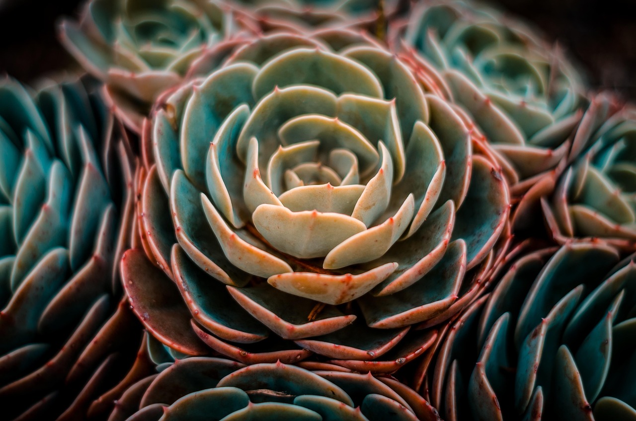Vegetal Natural Ambiente - Free photo on Pixabay - Pixabay