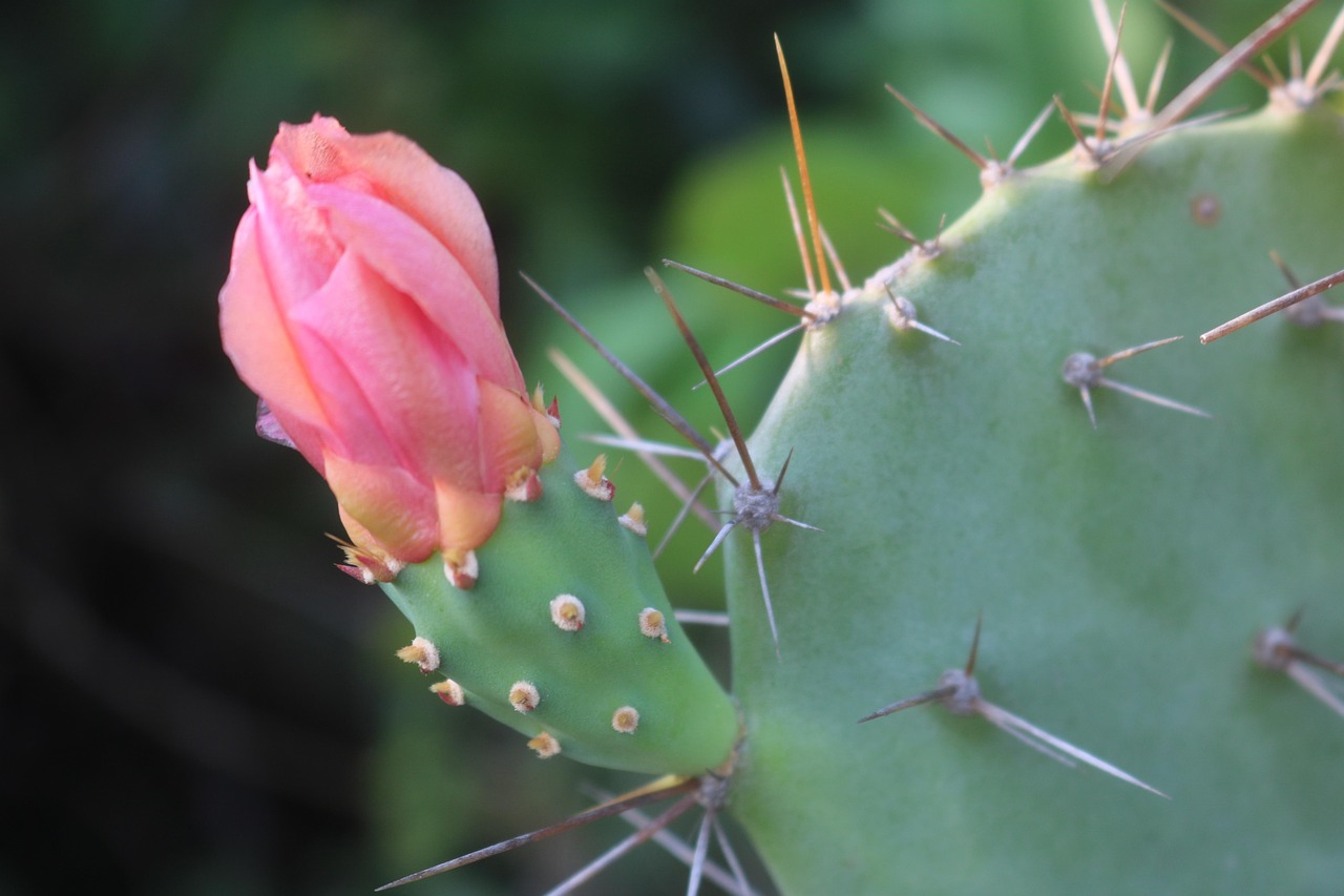 Kaktus Blume Cactus Flower - Kostenloses Foto auf Pixabay - Pixabay