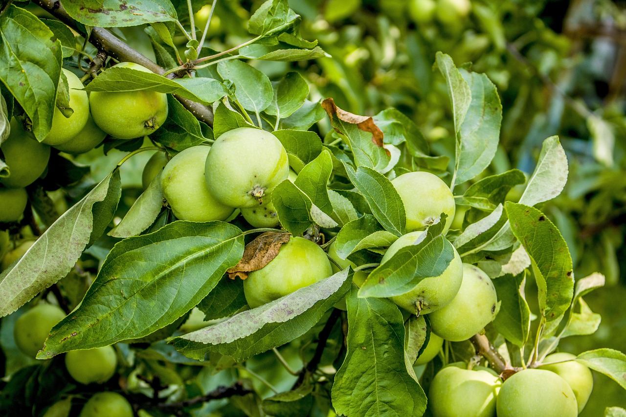 Apple Tree Nature - Free photo on Pixabay - Pixabay