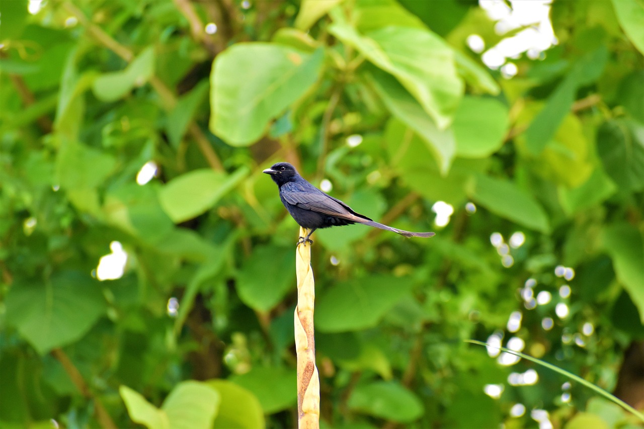 Nature Drongo Bird - Free photo on Pixabay