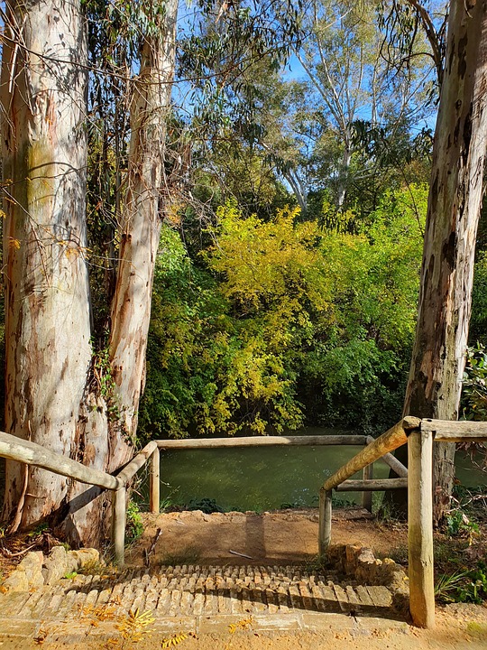 Arboles Río - Foto gratis en Pixabay - Pixabay