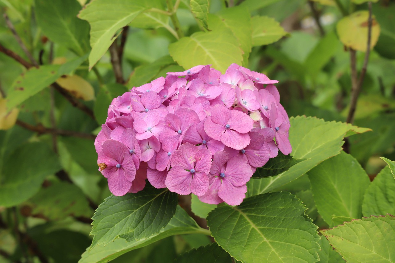Natural Planta Flores - Foto gratuita no Pixabay - Pixabay