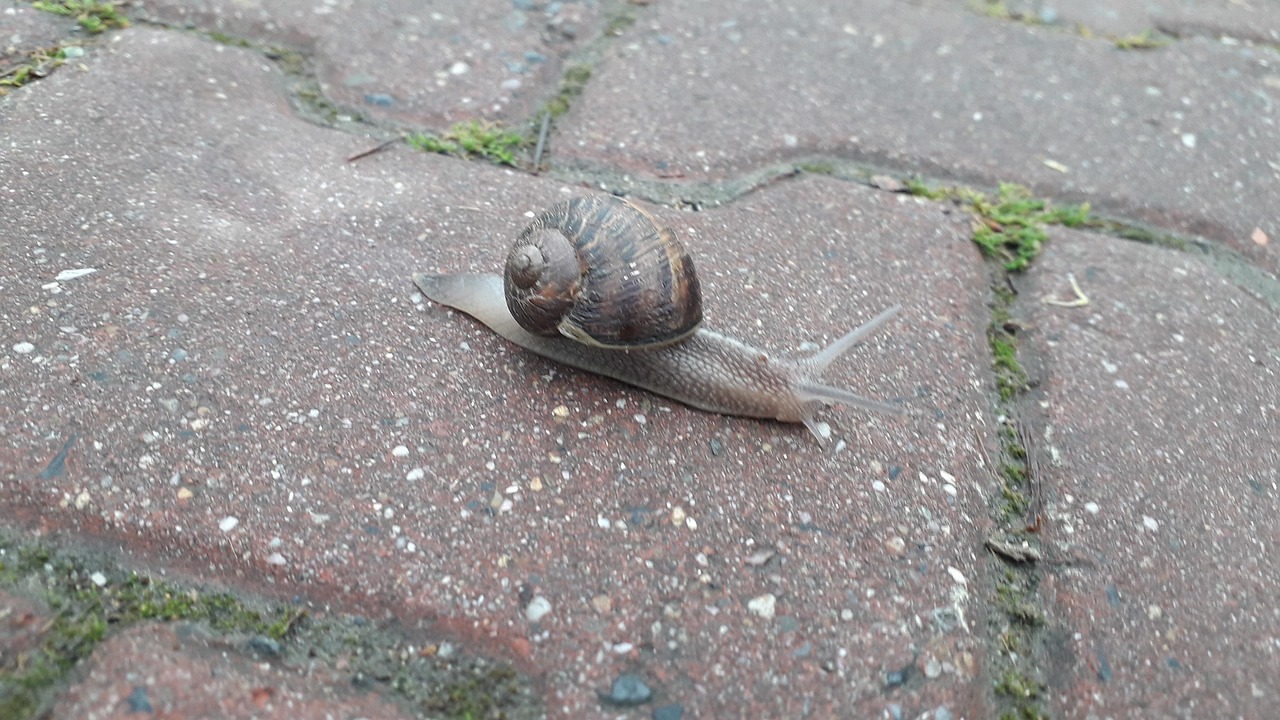 Snail Animals Nature - Free photo on Pixabay - Pixabay