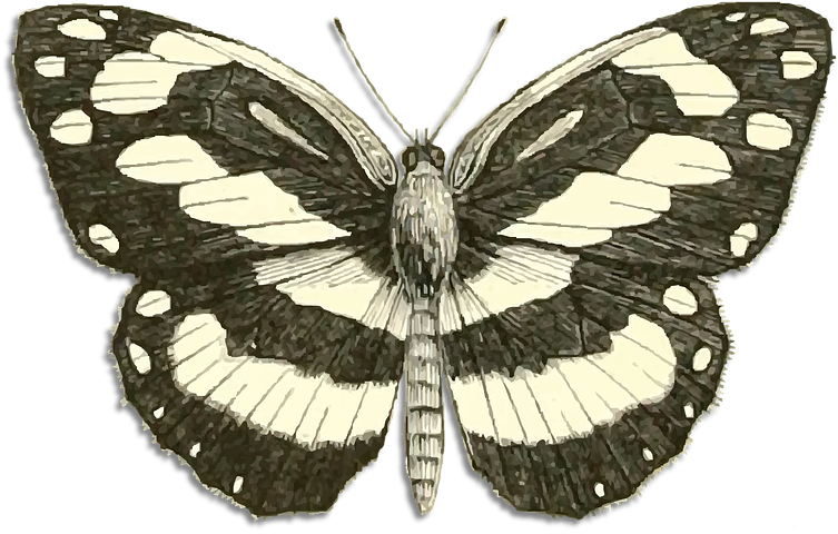 300+ Free Butterfly Drawing & Butterfly Images - Pixabay