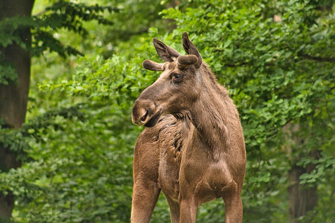 500+ Free Moose & Nature Photos - Pixabay